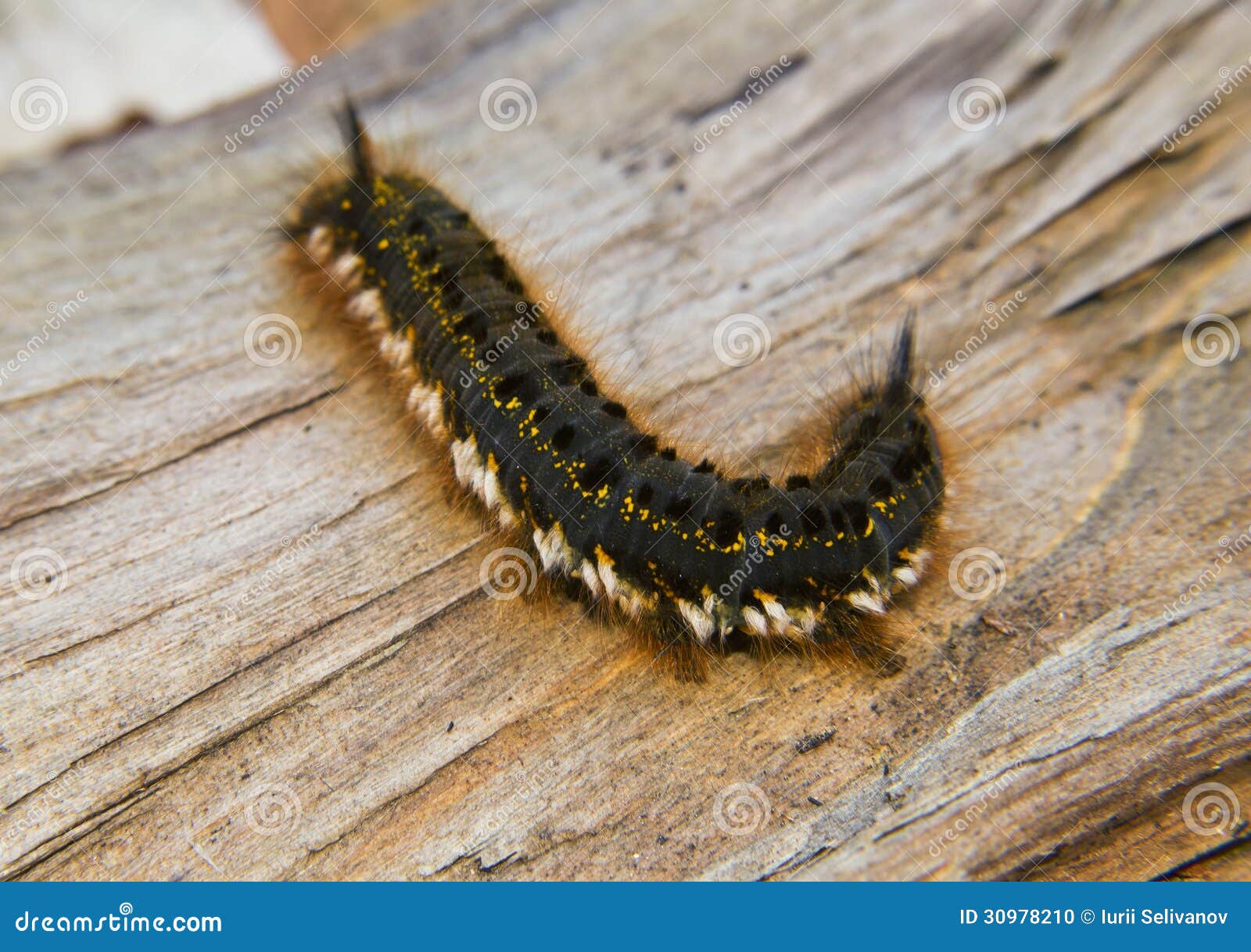 Fat caterpillar on wood stock photo. Image of orange - 30978210