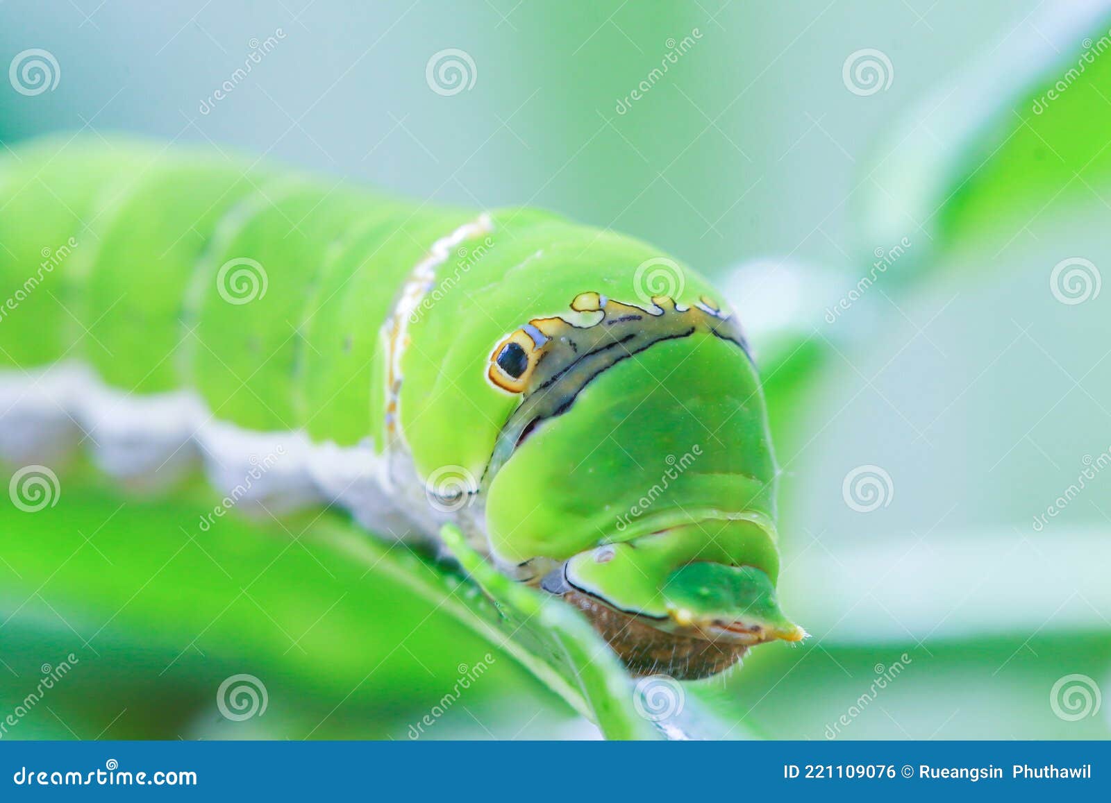 A Fat Caterpillar Perched on a Leaf Stock Photo - Image of leaf, growth ...
