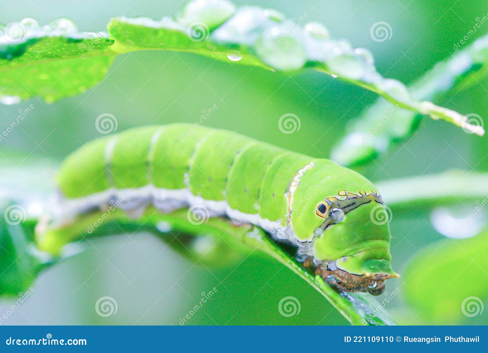 A Fat Caterpillar Perched on a Leaf Stock Photo - Image of larvae ...