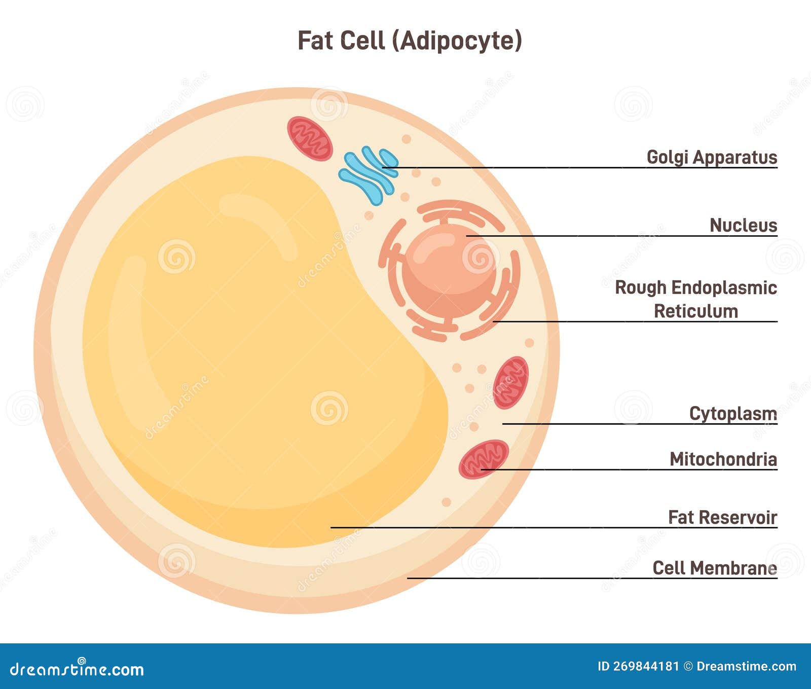 Fat Cell Structure Adipocytes Or Lipocytes Compose Adipose Tissue Stock Vector Illustration