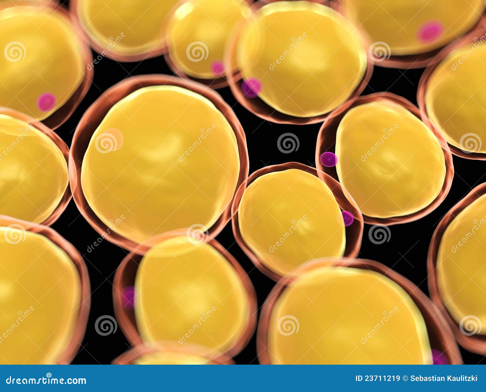 Fat cells stock illustration. Illustration of adipocyte - 23711219