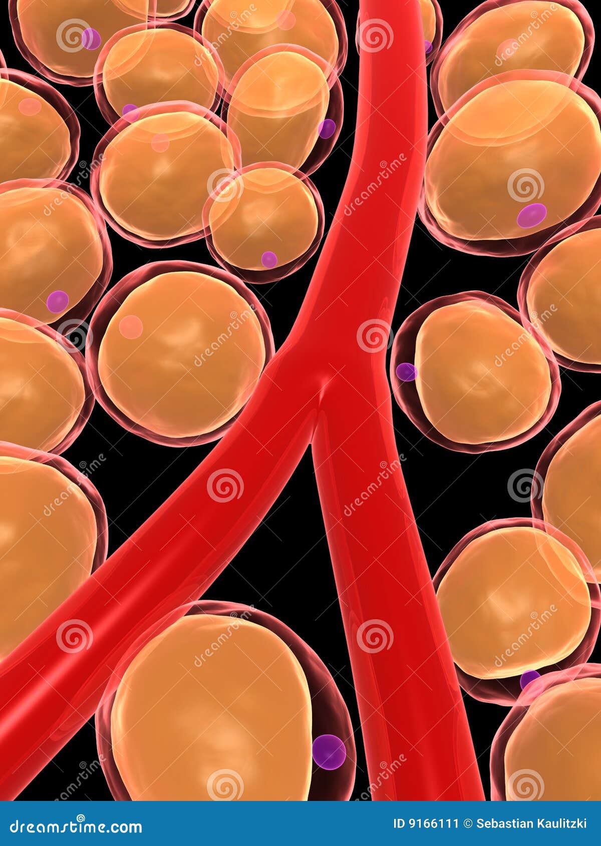 Fat cells stock illustration. Illustration of obese, mitochondrion ...