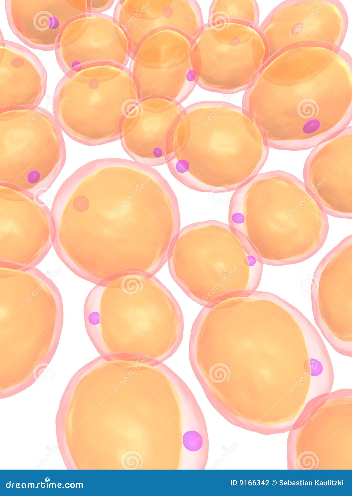 Fat cells stock illustration. Illustration of cell, structure - 9166342