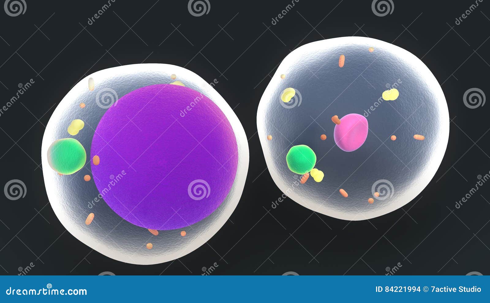Adipocytes In The Fat Tissue, Macrophage And T-cell In Adipose Tissue ...