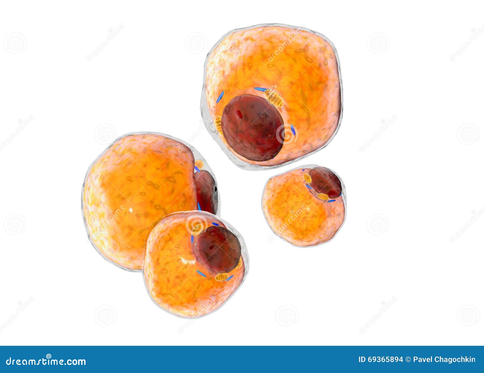 Adipose Tissue Or Body Fat Anatomical Inner Cell Structure Outline ...