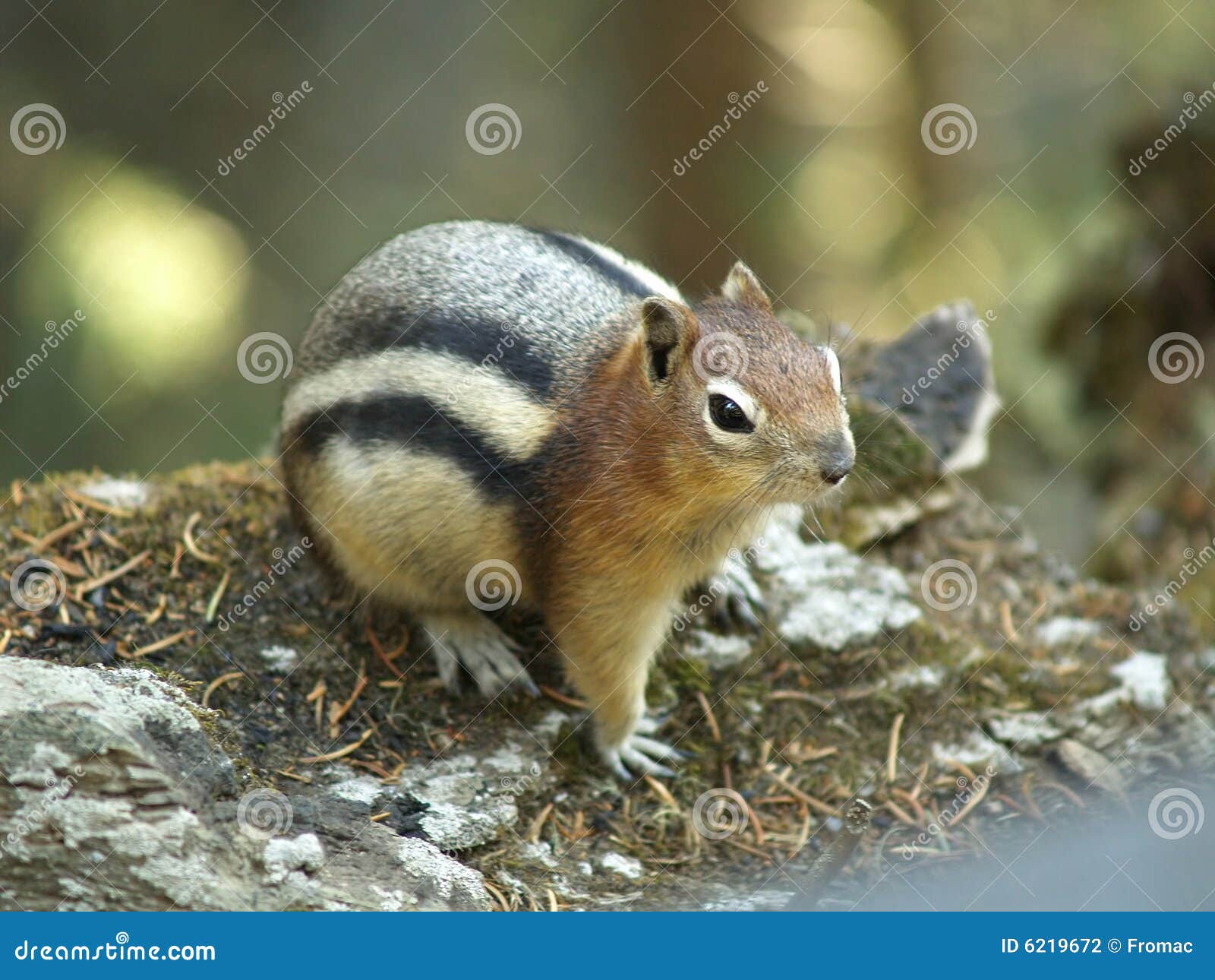Fat chipmunk stock photo. Image of fast, chipmunk, pest - 6219672