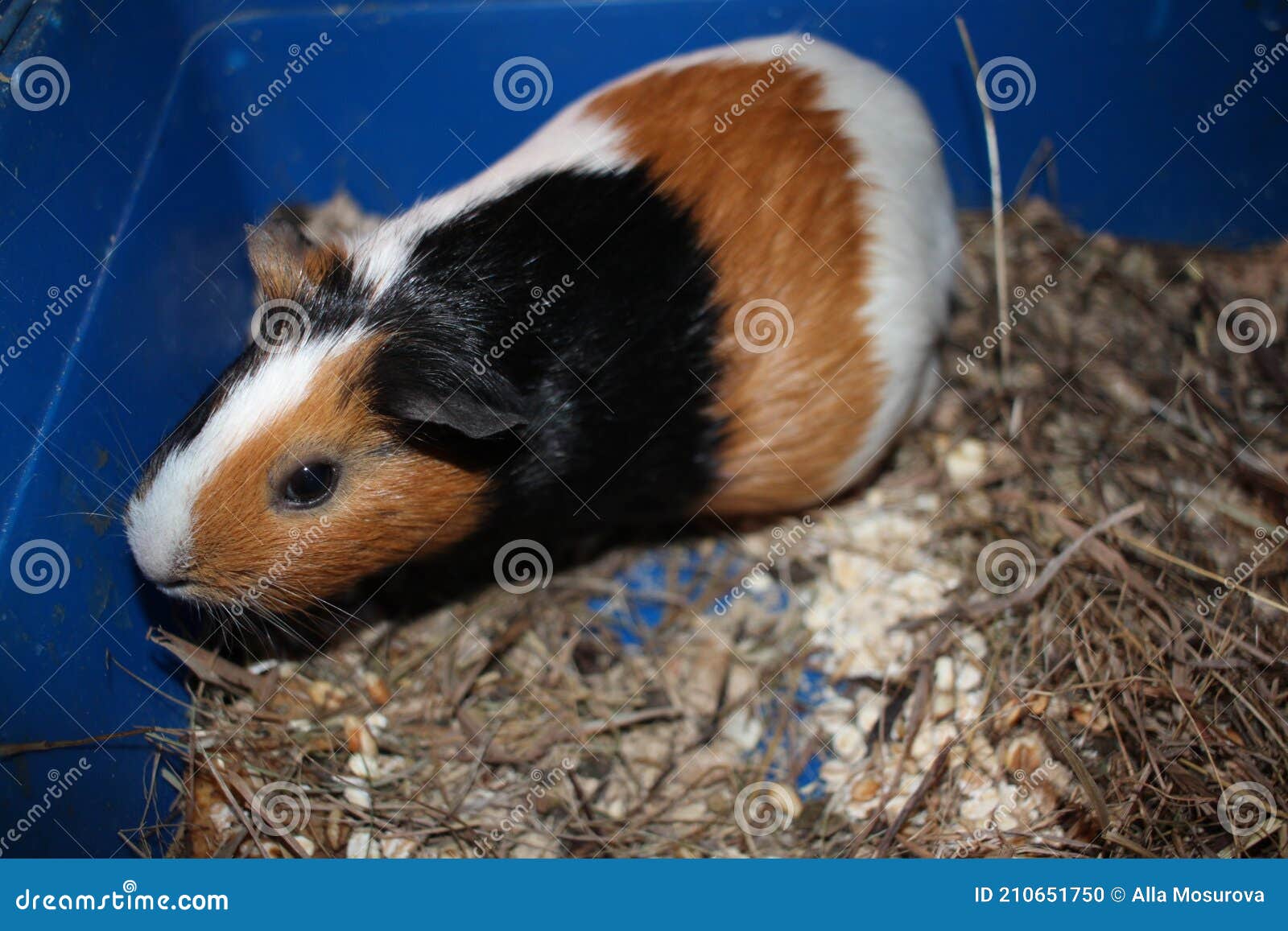 Fat Colorful Guinea Pig in a Cage Pet Stock Photo - Image of forest ...