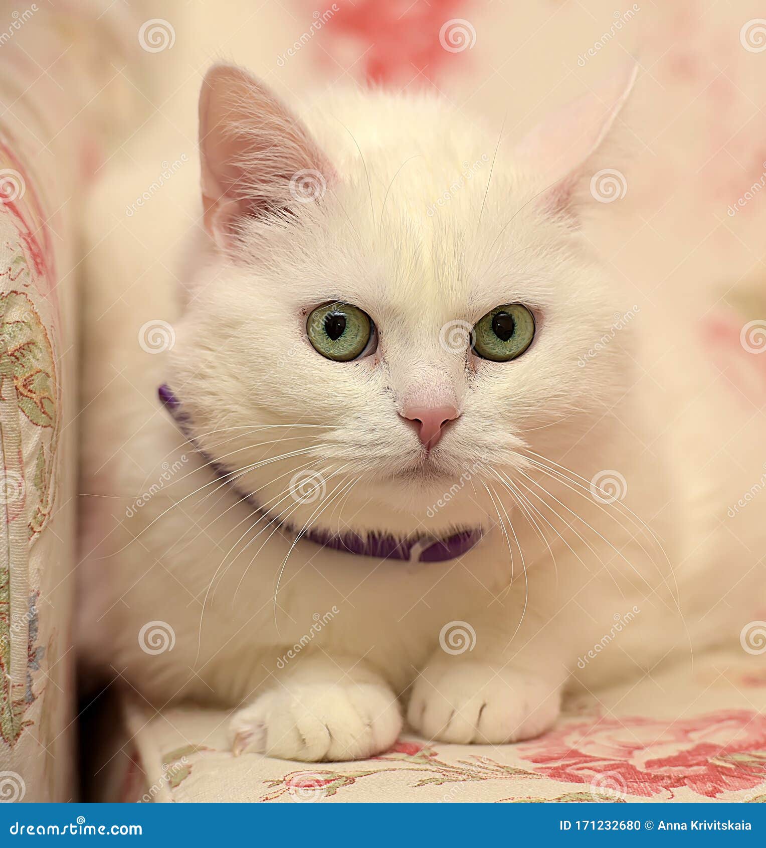 Contented White Cat in a Collar Stock Photo - Image of grey, collar ...