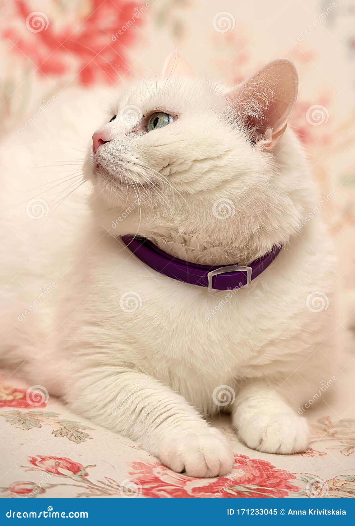 Contented White Cat In A Collar Stock Image - Image of animal ...
