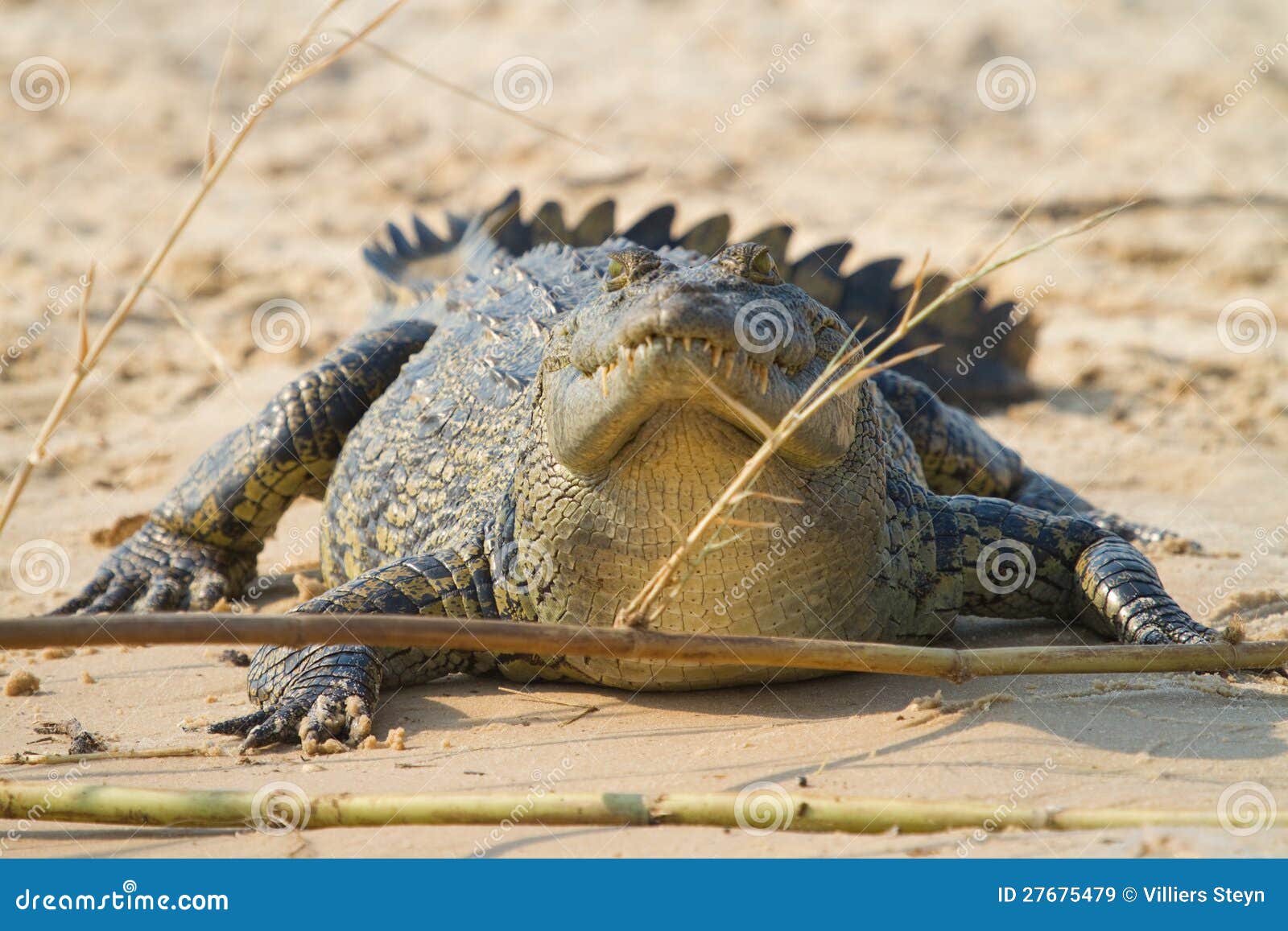 Fat croc stock image. Image of safari, scales, bathing - 27675479