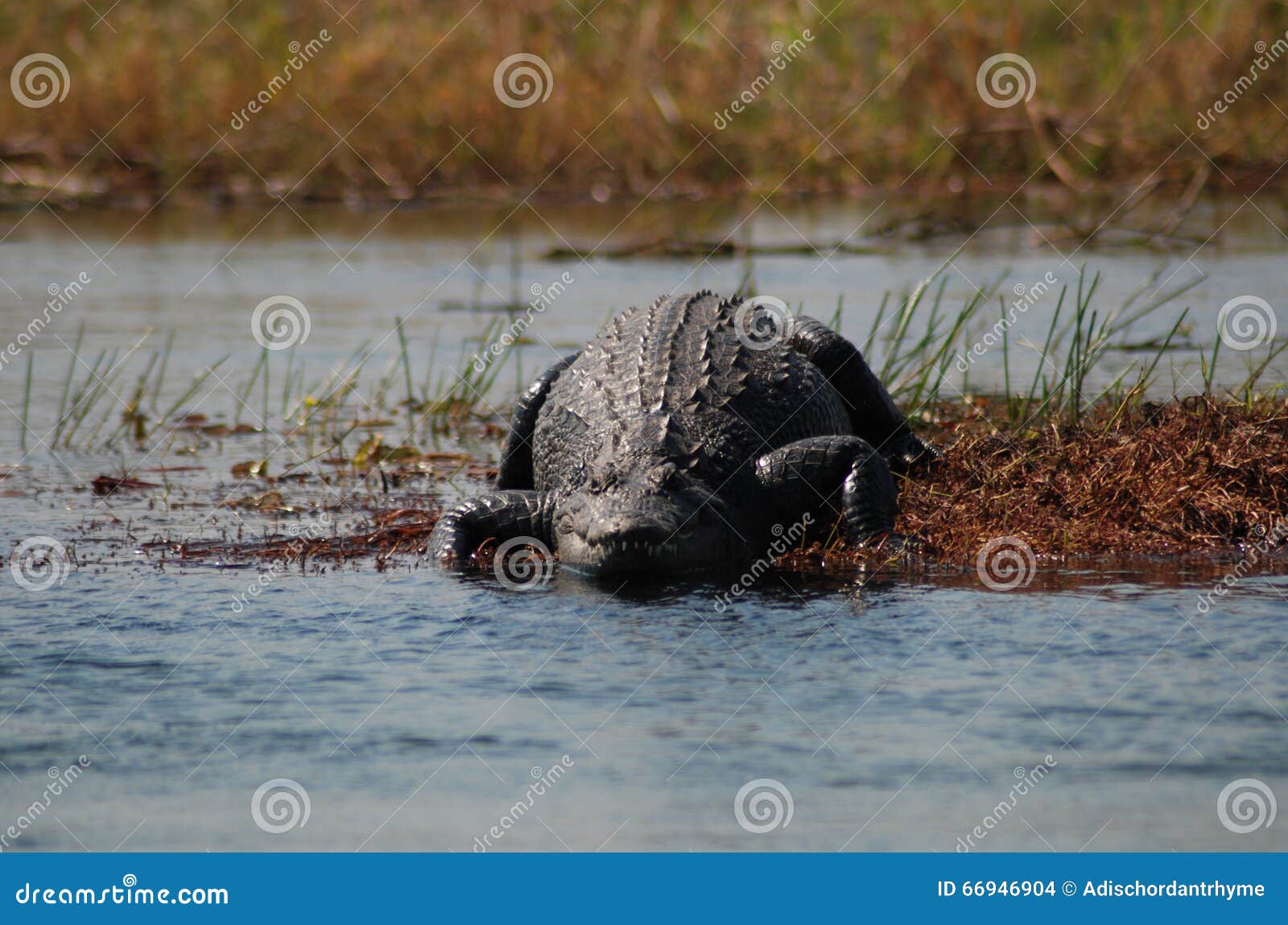 Fat Crocodile stock photo. Image of delta, african, reptile - 66946904