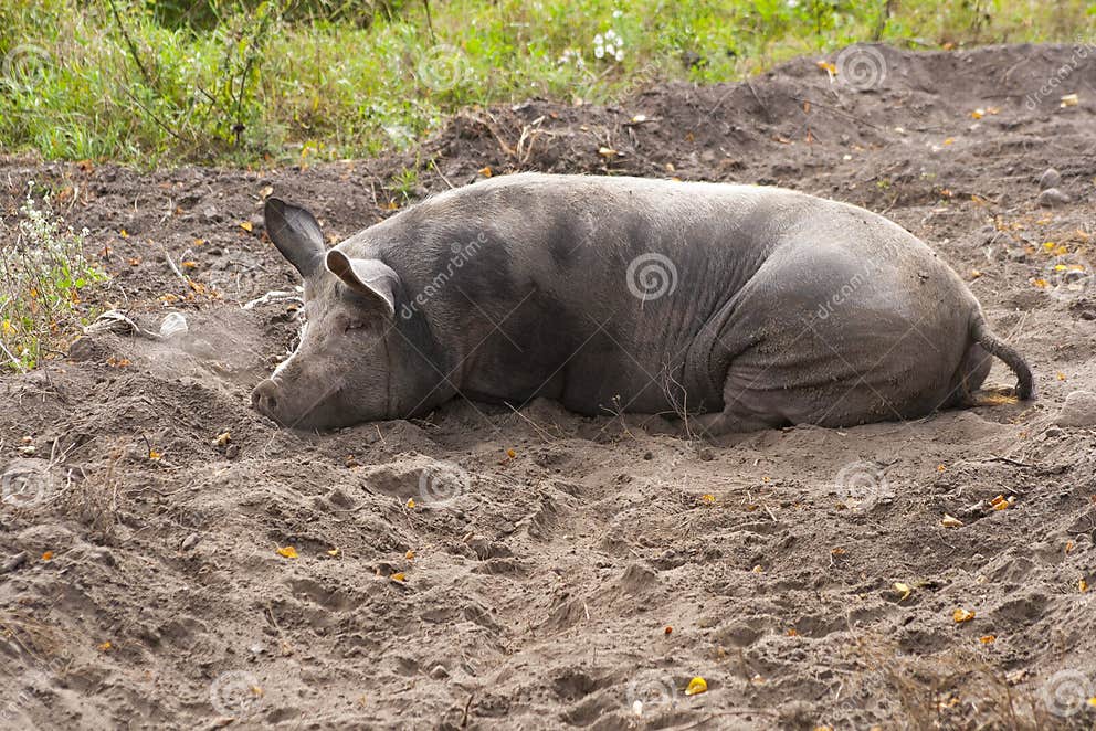 Fat dirty pig stock photo. Image of nature, hock, dirty - 70216490
