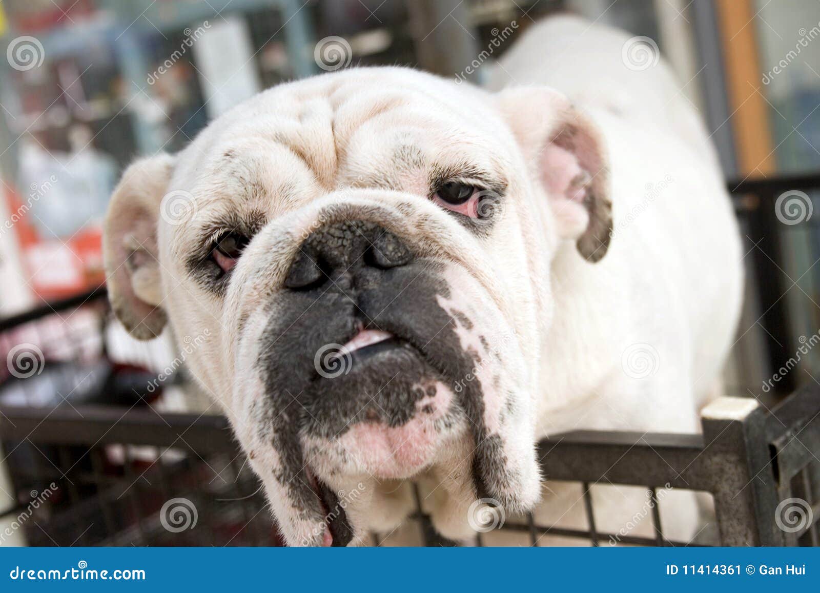 Fat dog stock image. Image of outdoors, dieting, brown - 11414361