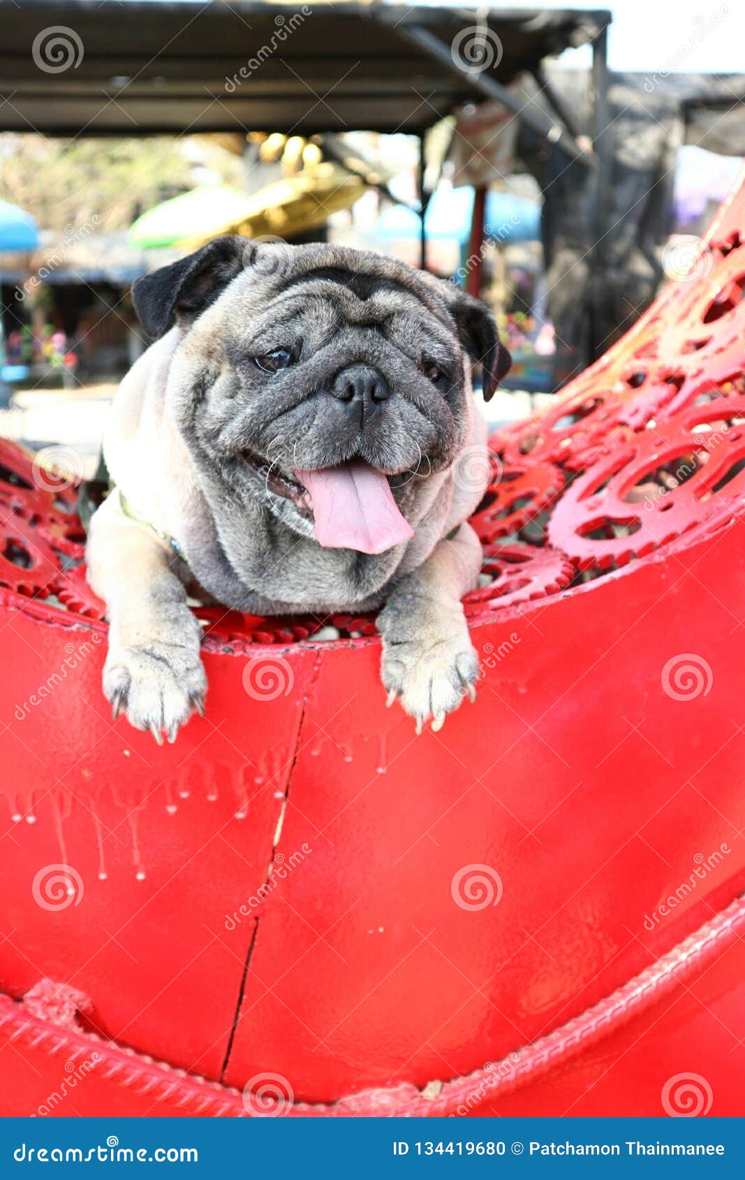Fat Dog Sat Smiling Happily at Home Stock Photo - Image of smiling ...