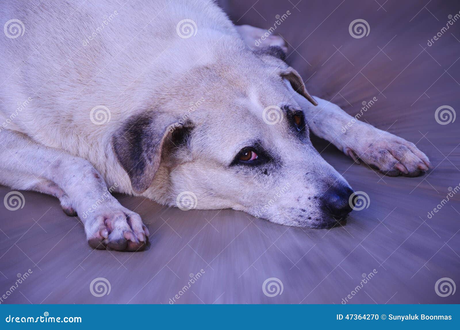 Fat Dog Sleeping Blur Background Stock Images - Download 5 Royalty Free ...