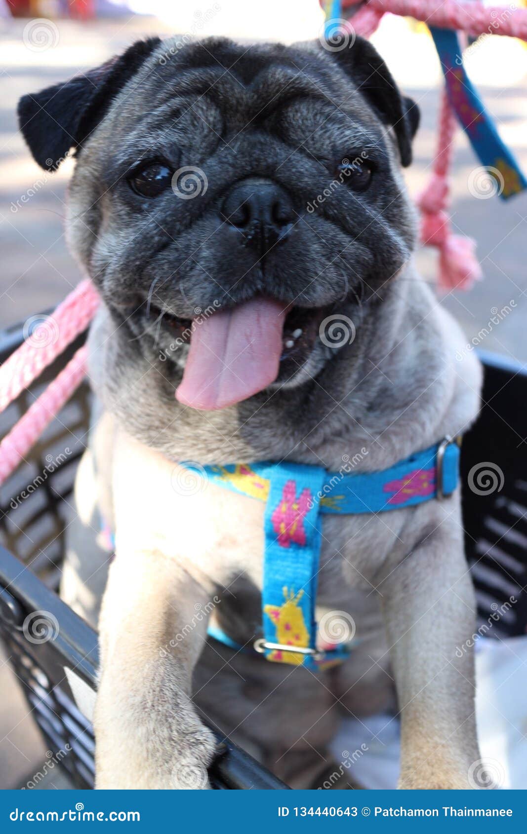 Fat Dog Smiled Happily. Have a Holiday Stock Image - Image of smiled ...