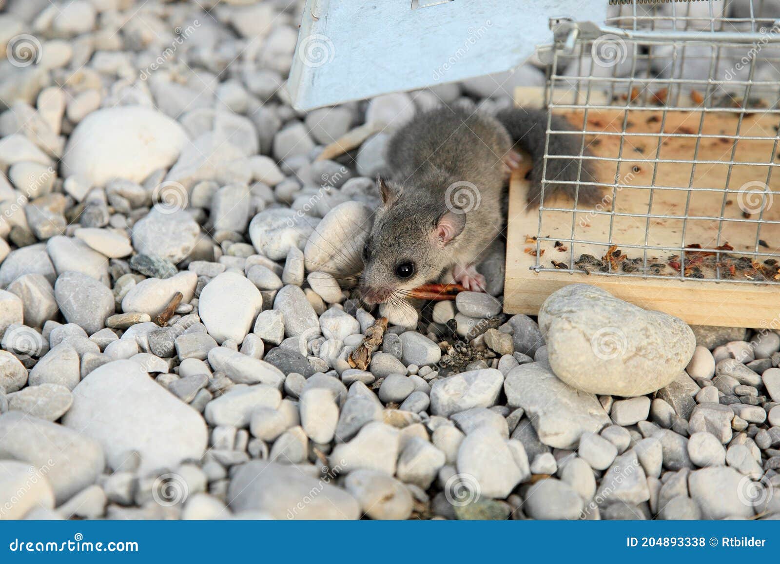 Fat Dormouse in Nature with Trap Stock Photo - Image of looking, mammal ...