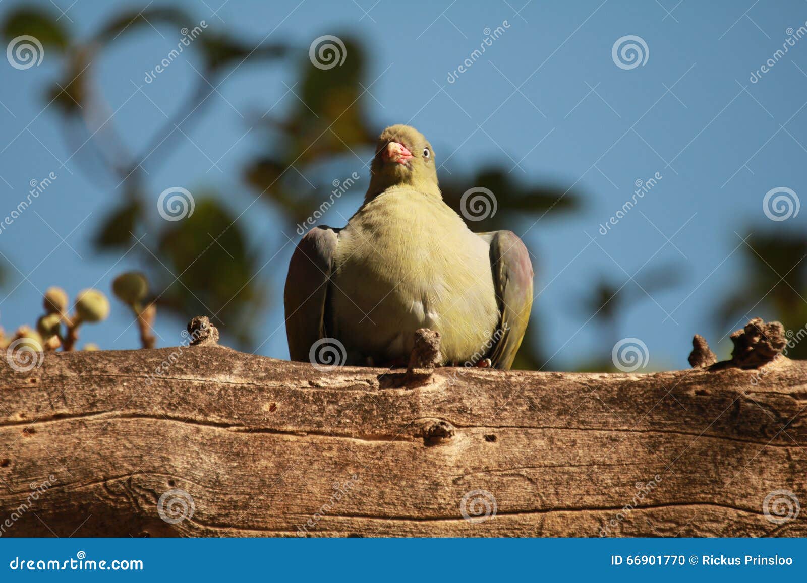 Fat dove stock photo. Image of feather, wildlife, green - 66901770