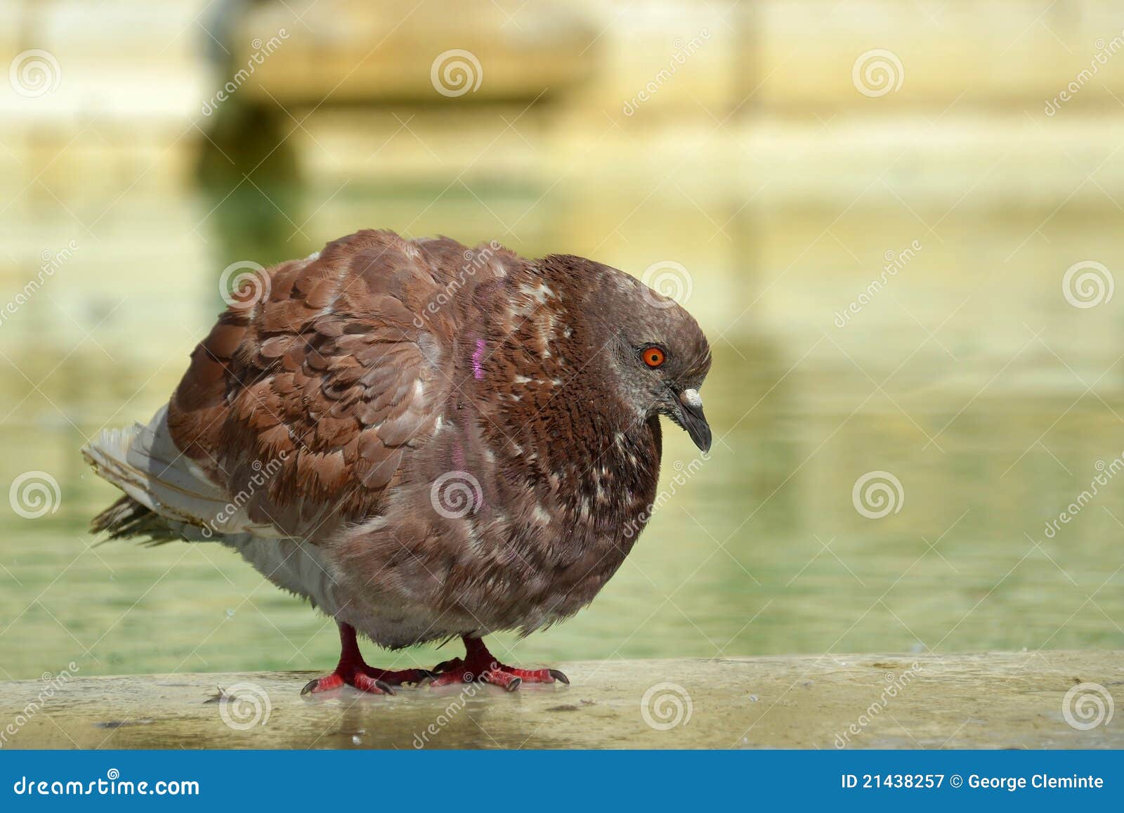Fat dove near water stock image. Image of looking, close - 21438257