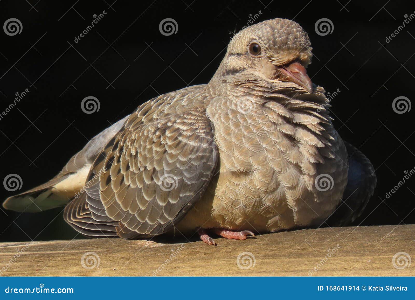 Fat Dove Sitting on a Wall Watching Around Her Stock Photo - Image of ...