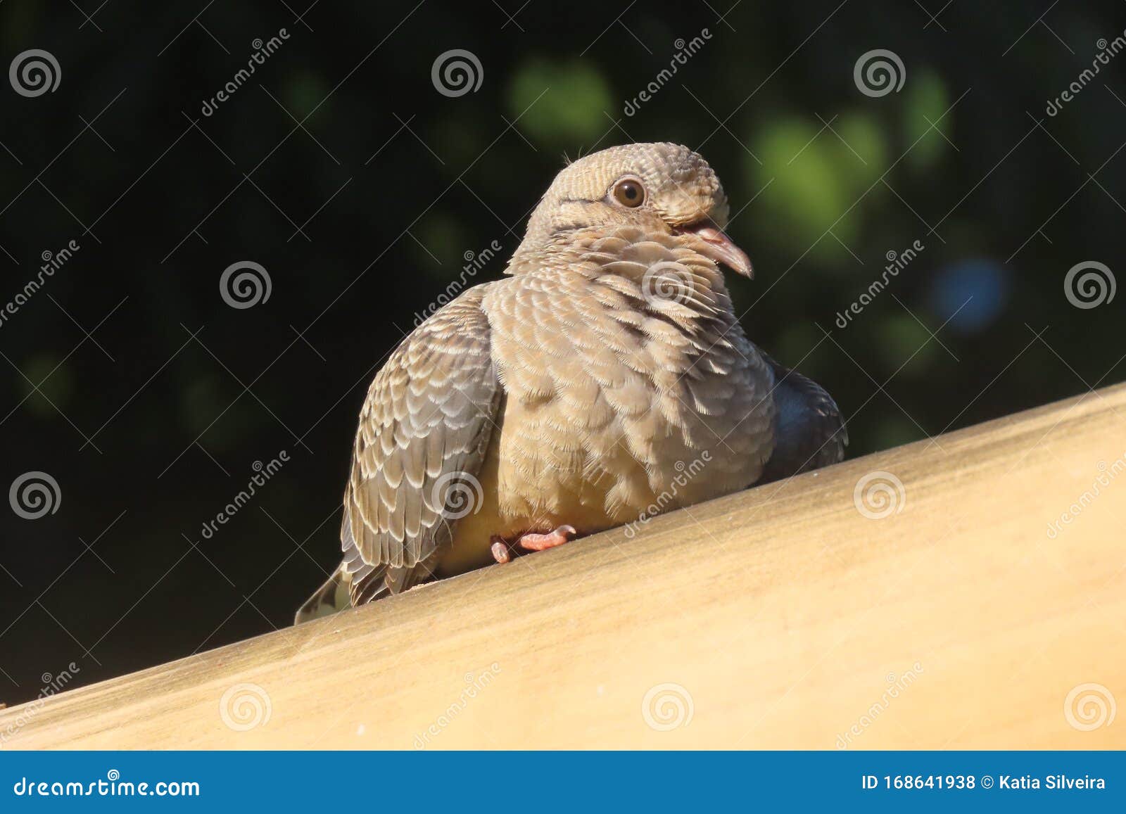 Fat Dove Sitting on a Wall Watching Around Her Stock Photo - Image of ...