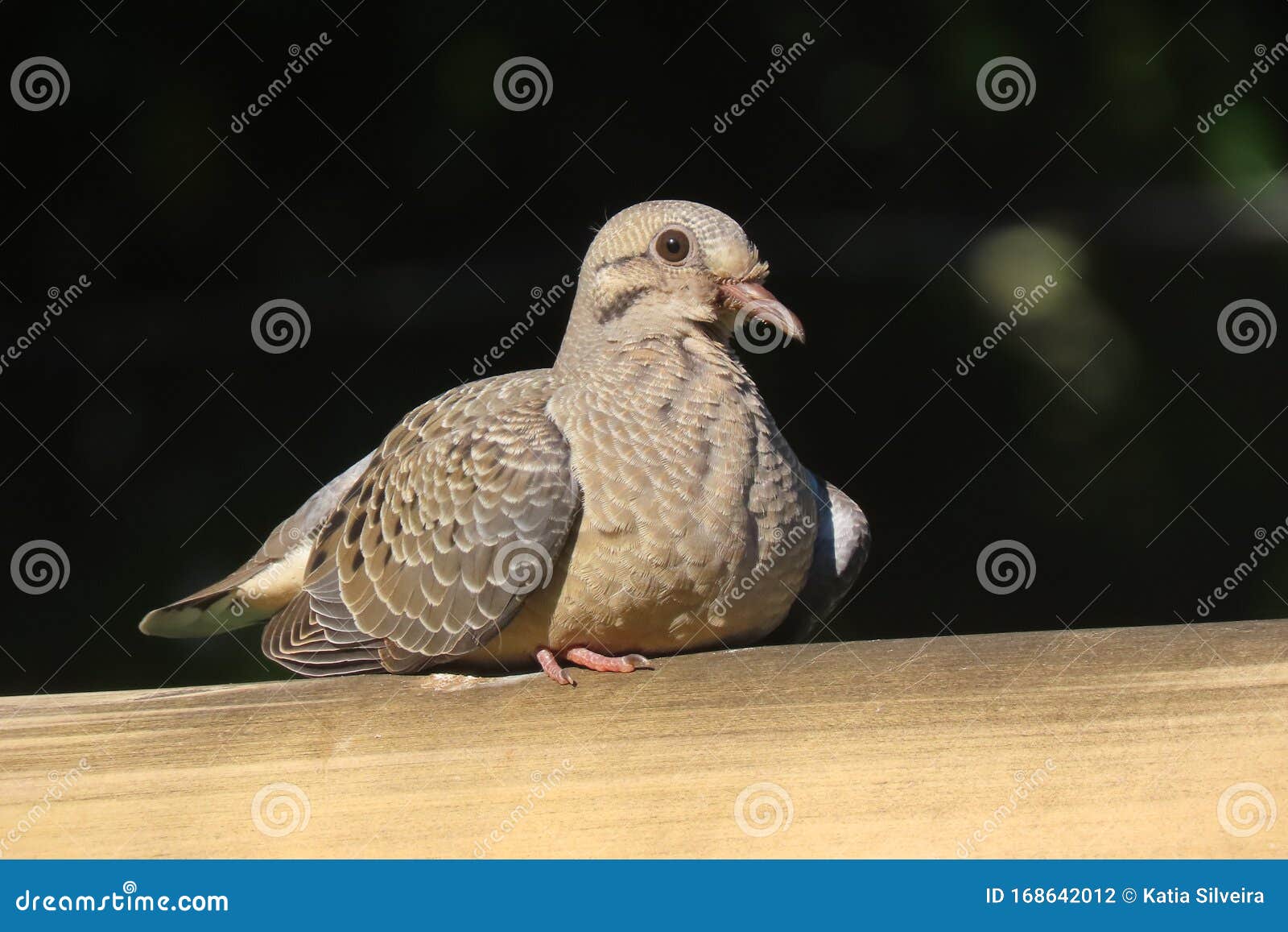 Fat Dove Sitting on a Wall Watching Around Her Stock Photo - Image of ...