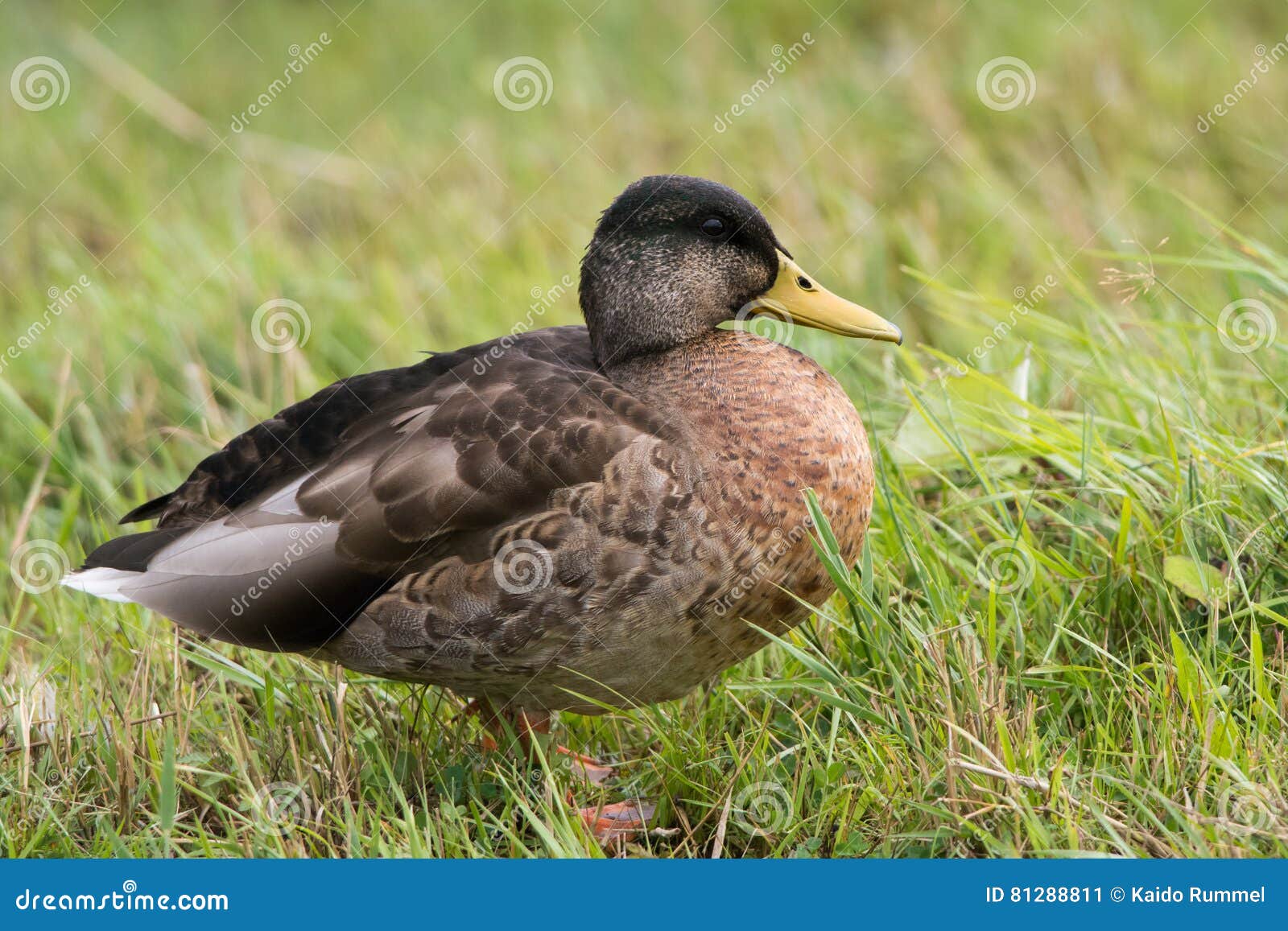 Fat duck stock image. Image of pasture, dabbling, large - 81288811