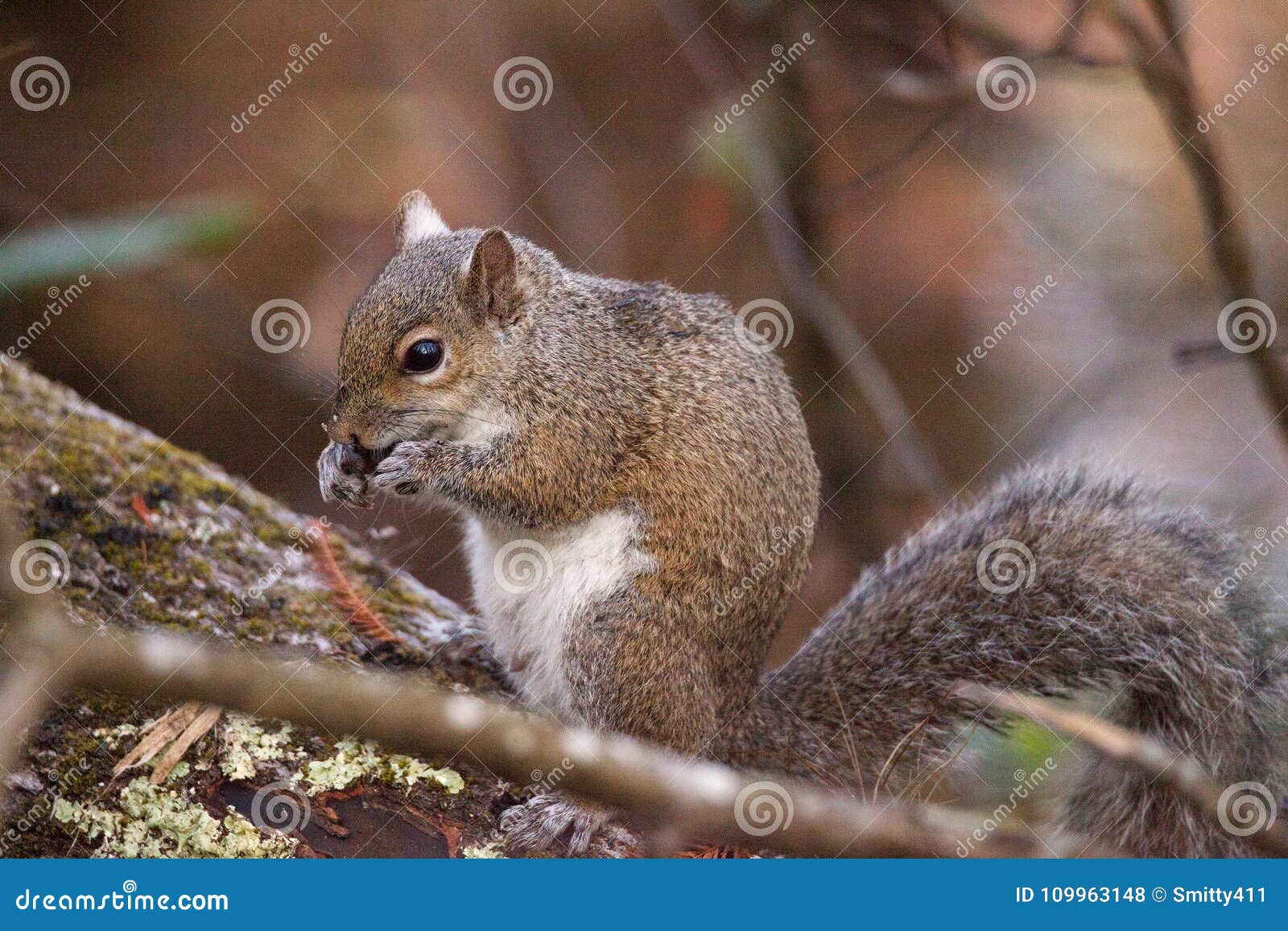 Fat Eastern Gray Squirrel Sciurus Carolinensis Stock Photo - Image of ...