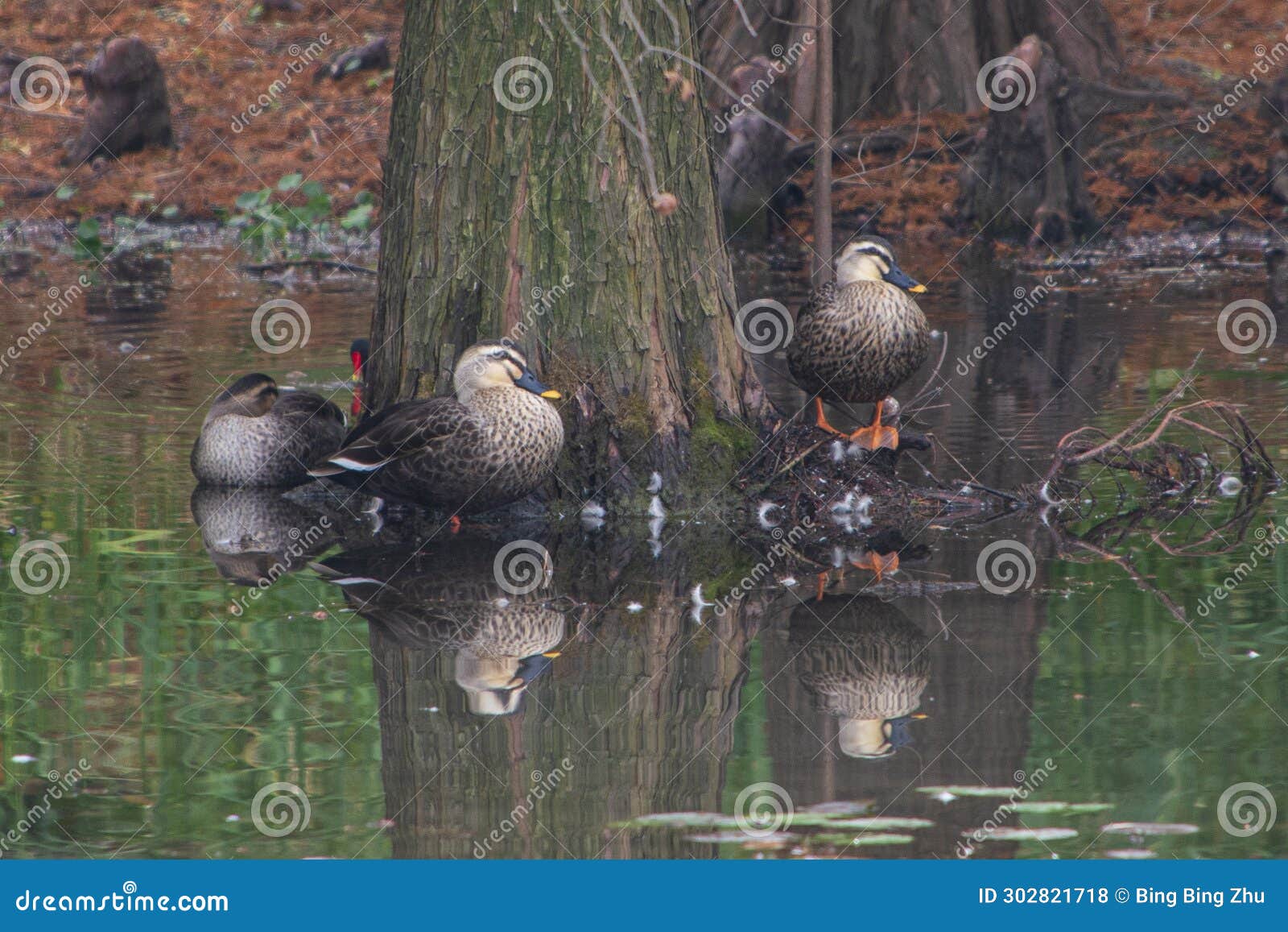 Fat Eastern Spot-billed Ducks Stock Photo - Image of eastern, lake ...
