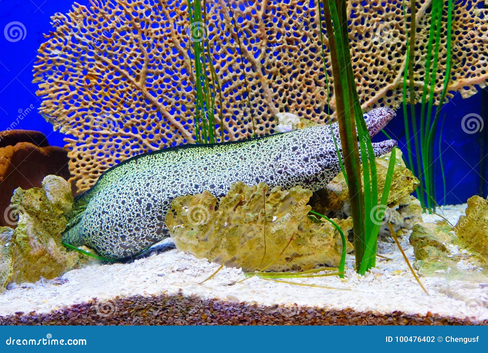 Fat eel fish stock photo. Image of hidden, organisms - 100476402