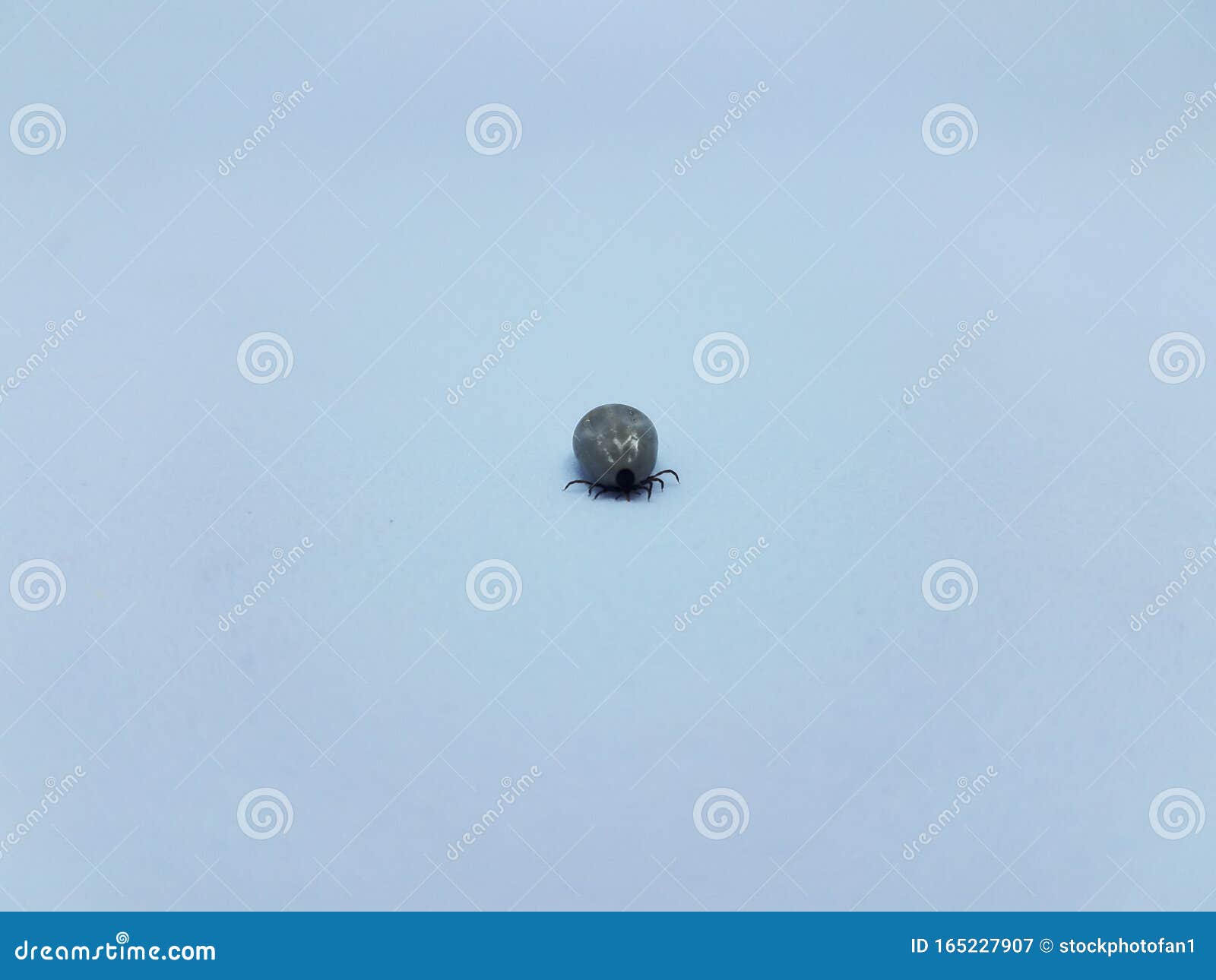 Fat Engorged Tick Insect on White Background Stock Image - Image of ...