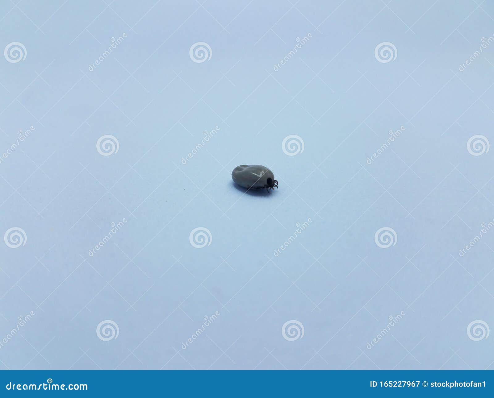 Fat Engorged Tick Insect On White Background Royalty-Free Stock Photo ...