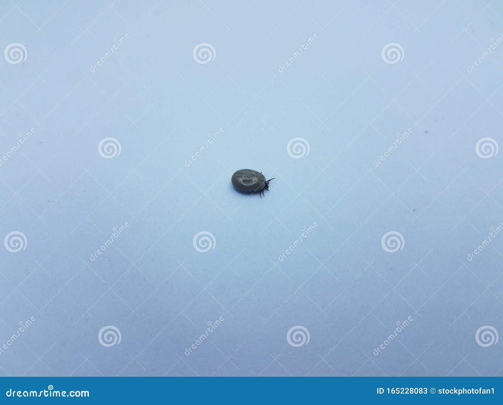 Fat Engorged Tick Insect on White Background Stock Image - Image of ...