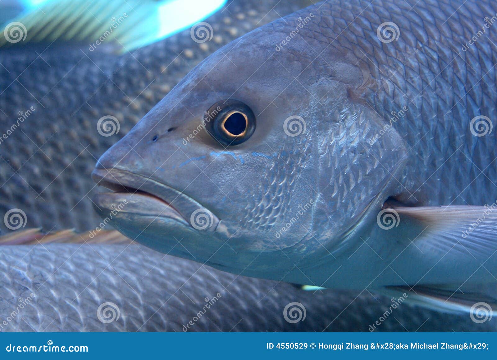 Fat fish stock image. Image of diving, marine, nature - 4550529