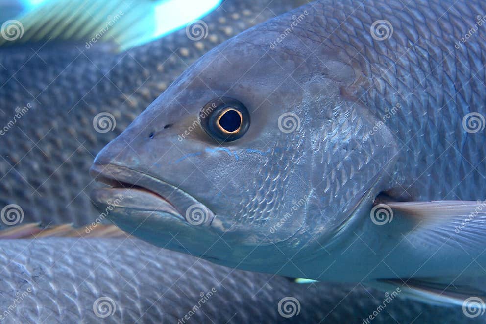 Fat fish stock image. Image of diving, marine, nature - 4550529
