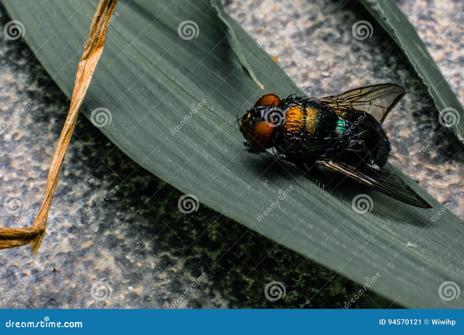 Fat Flies stock image. Image of outdoor, green, grass - 94570121