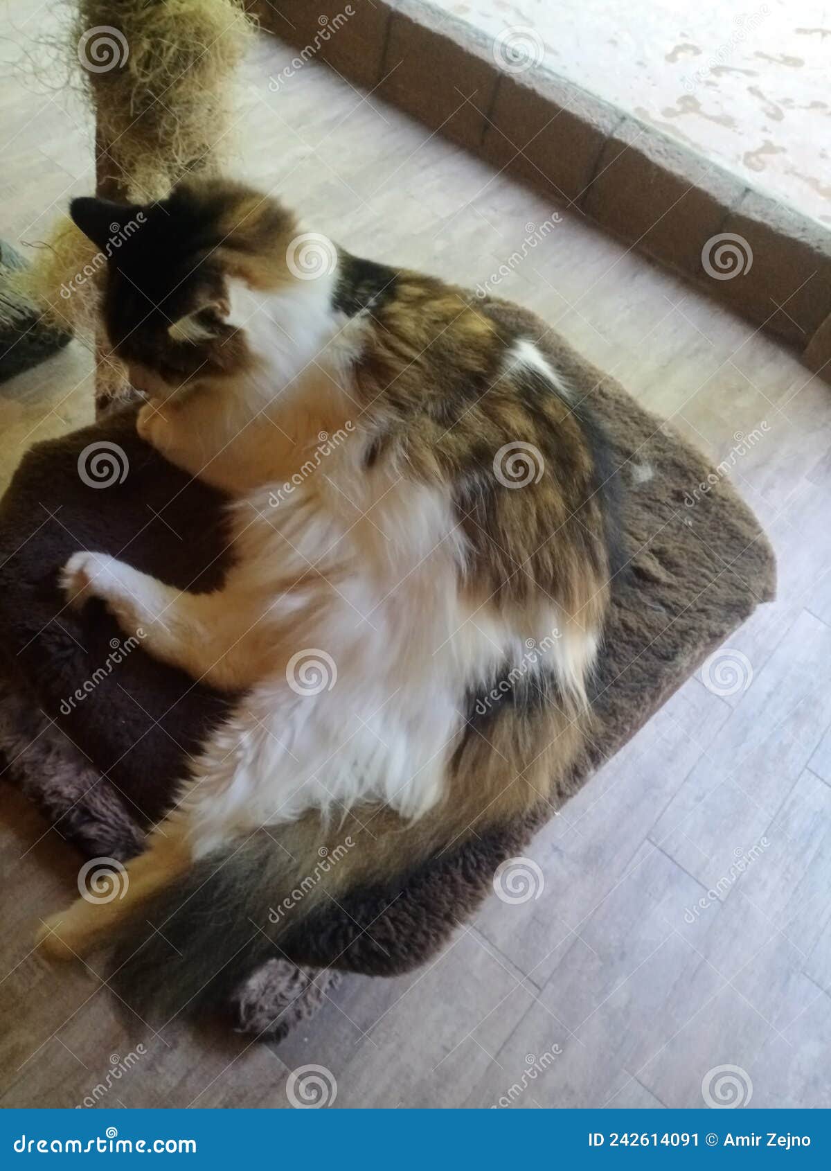 Fat fluffy cat stock image. Image of carnivore, nose - 242614091