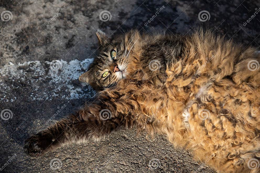 Fat Fluffy Cat Lying on the Road Stock Image - Image of beautiful ...