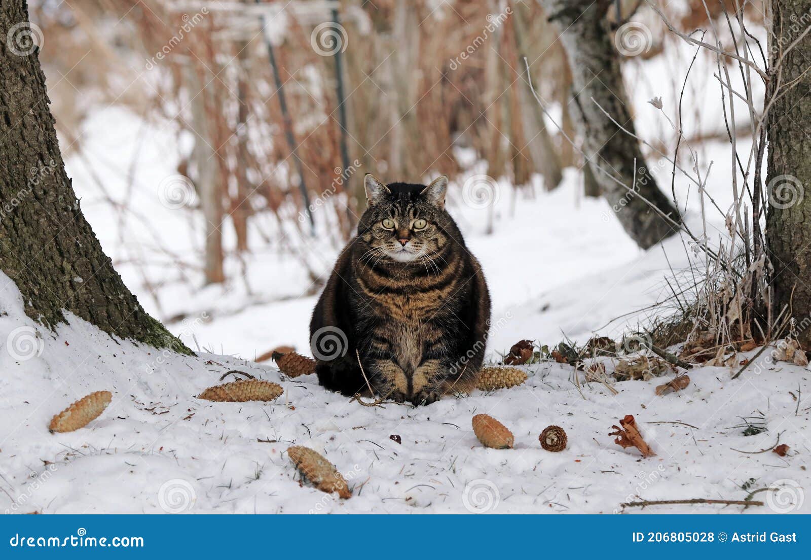 A Fat Fluffy Cat Sits in the Snow between Two Trees in Winter Stock ...
