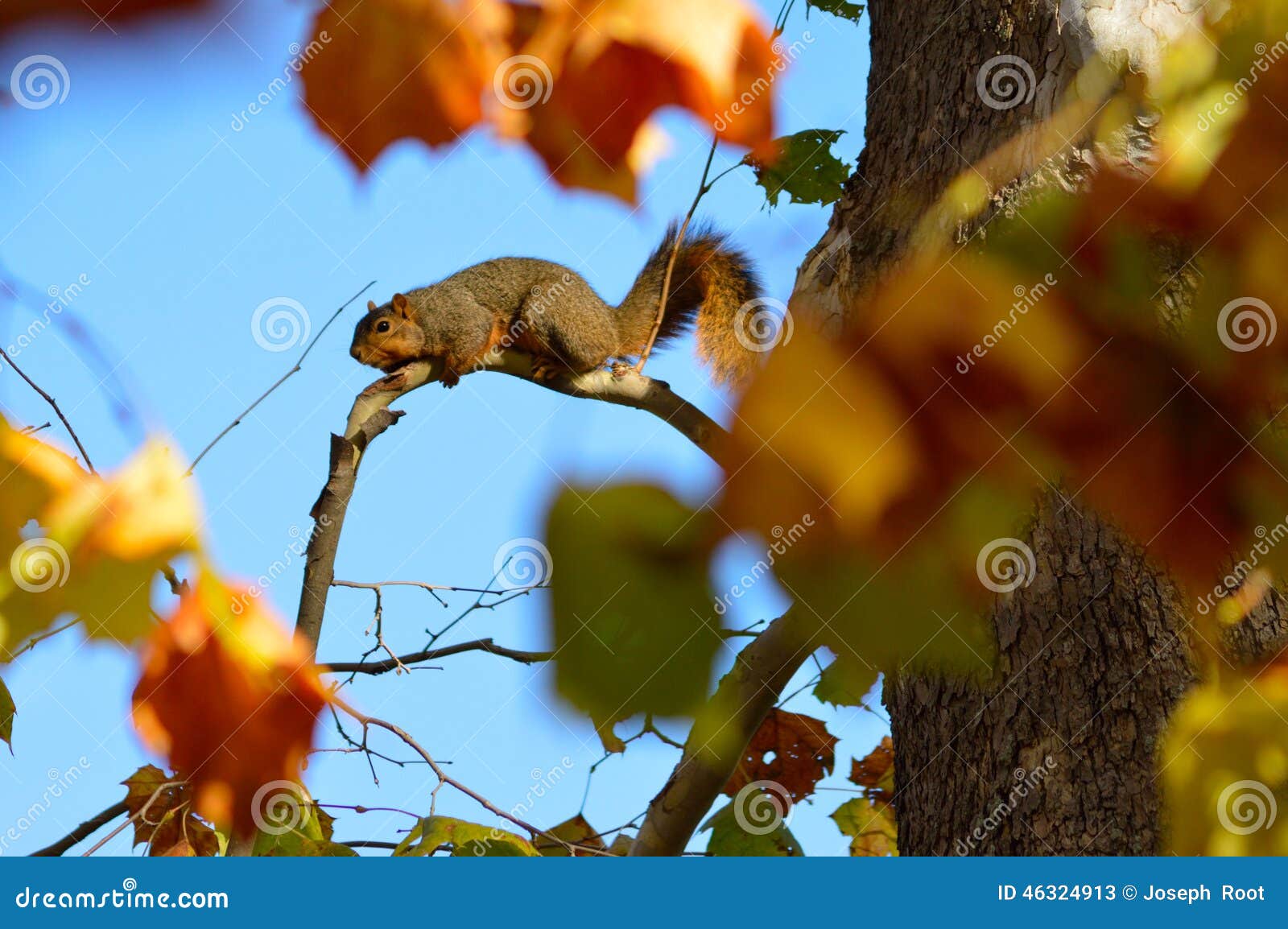 Fat Fox Squirrel stock image. Image of branch, holding - 46324913