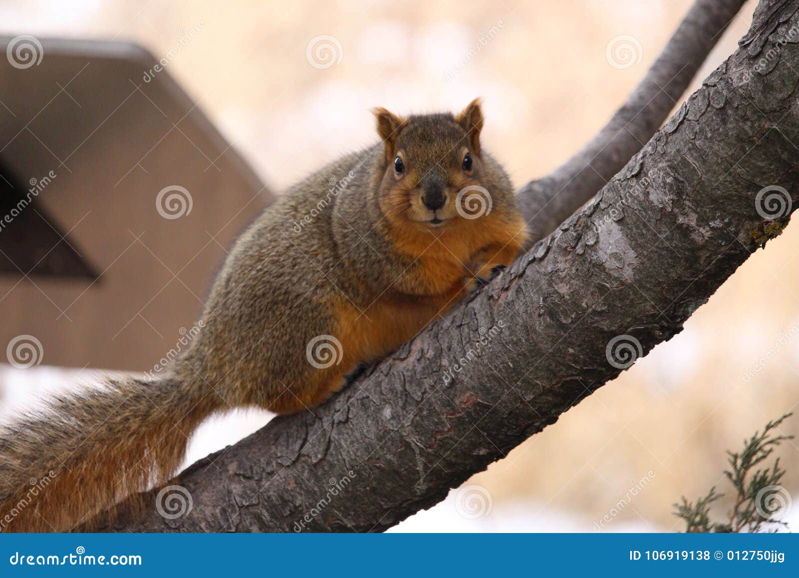Fat fox Squirrel in tree stock photo. Image of tree - 106919138