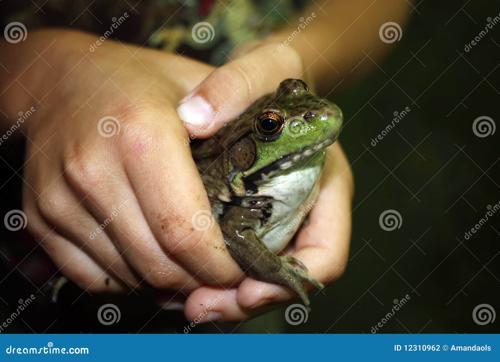 Fat frog stock photo. Image of hold, caught, small, child - 12310962