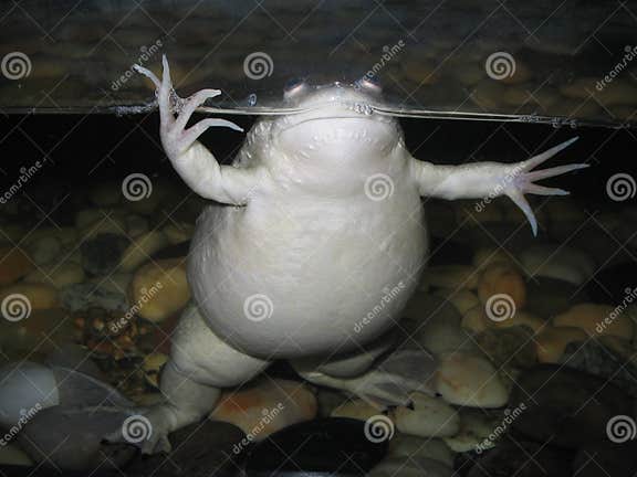 Fat Frog stock photo. Image of leap, toad, tank, frog, croak - 307252