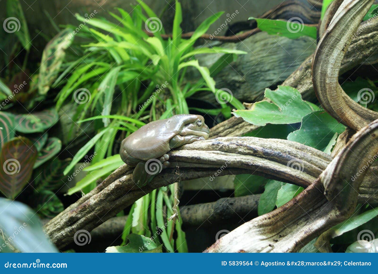 Fat frog stock photo. Image of wood, vegetation, strange - 5839564