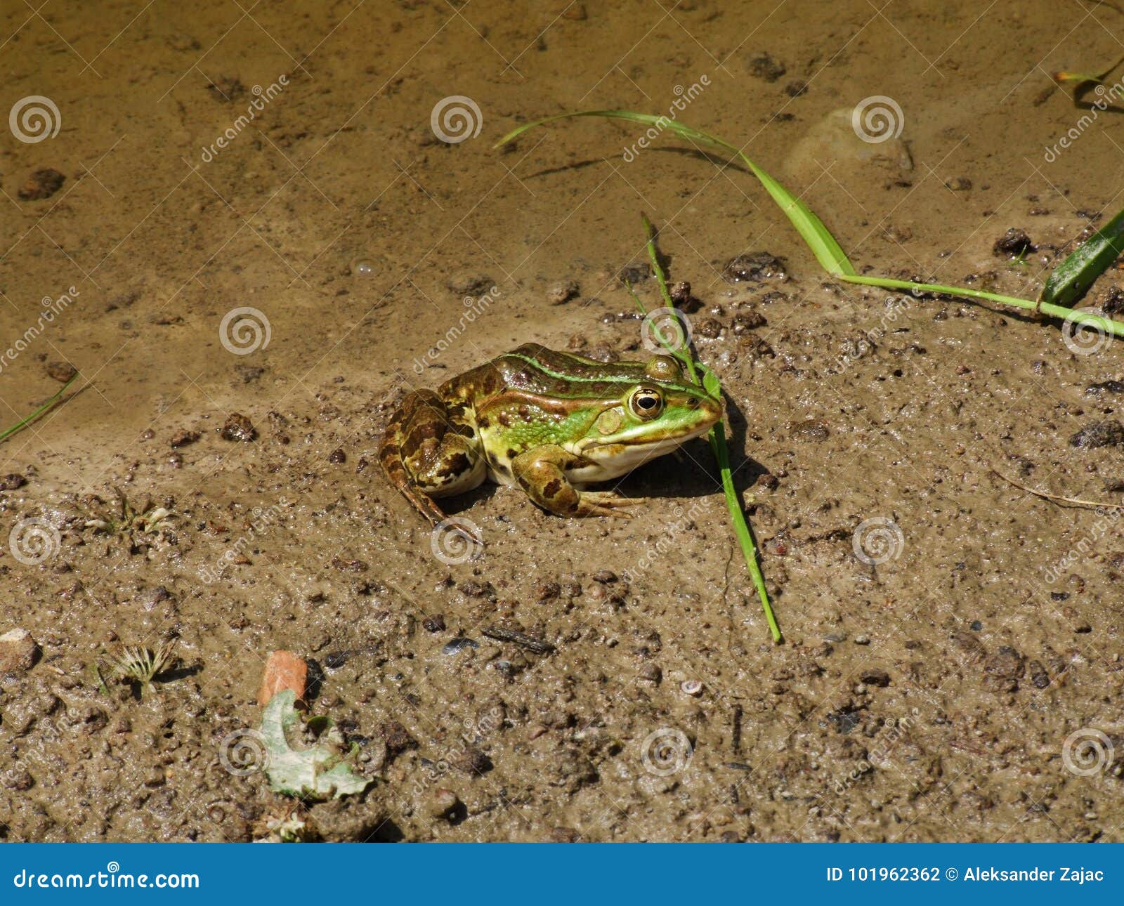 Fat frog 1 stock photo. Image of environment, feral - 101962362