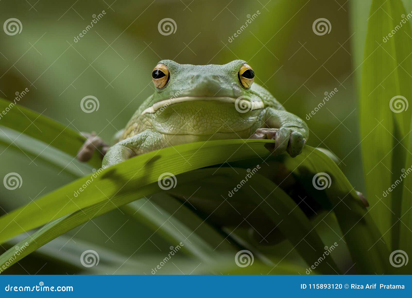 Fat Frog stock photo. Image of move, eyes, animal, frog - 115893120