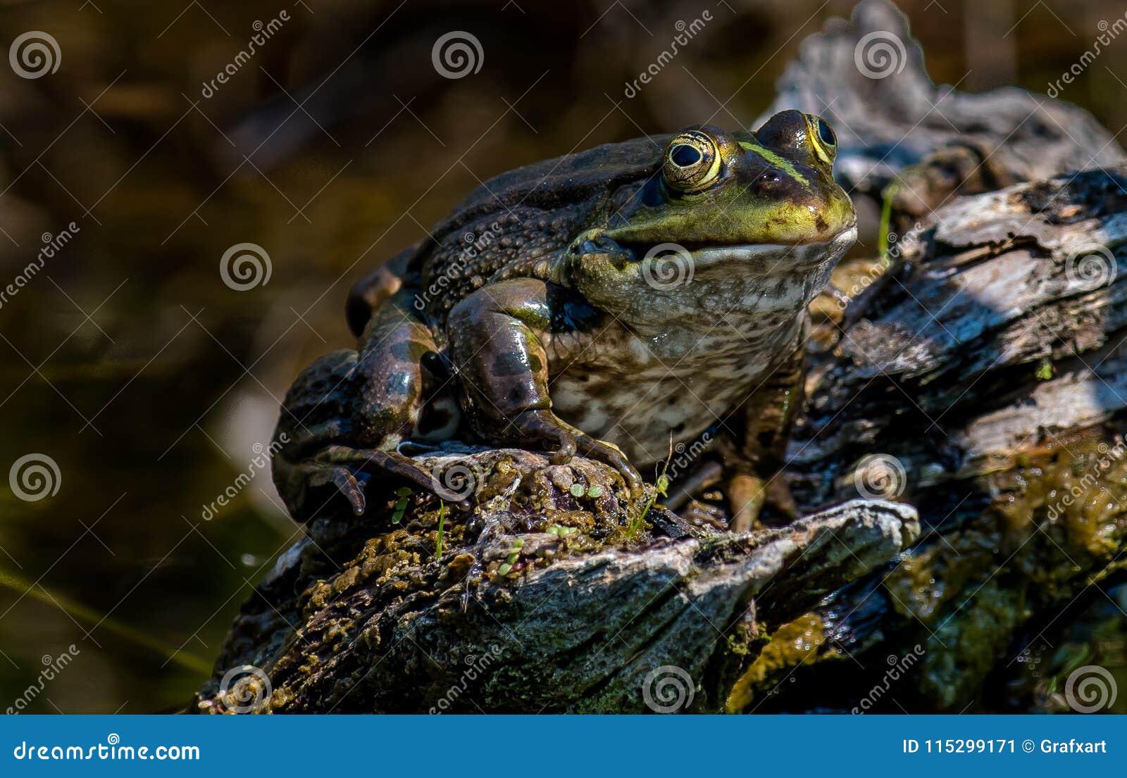 Fat Frog Sits on a Tree Stump Stock Image - Image of camouflage ...
