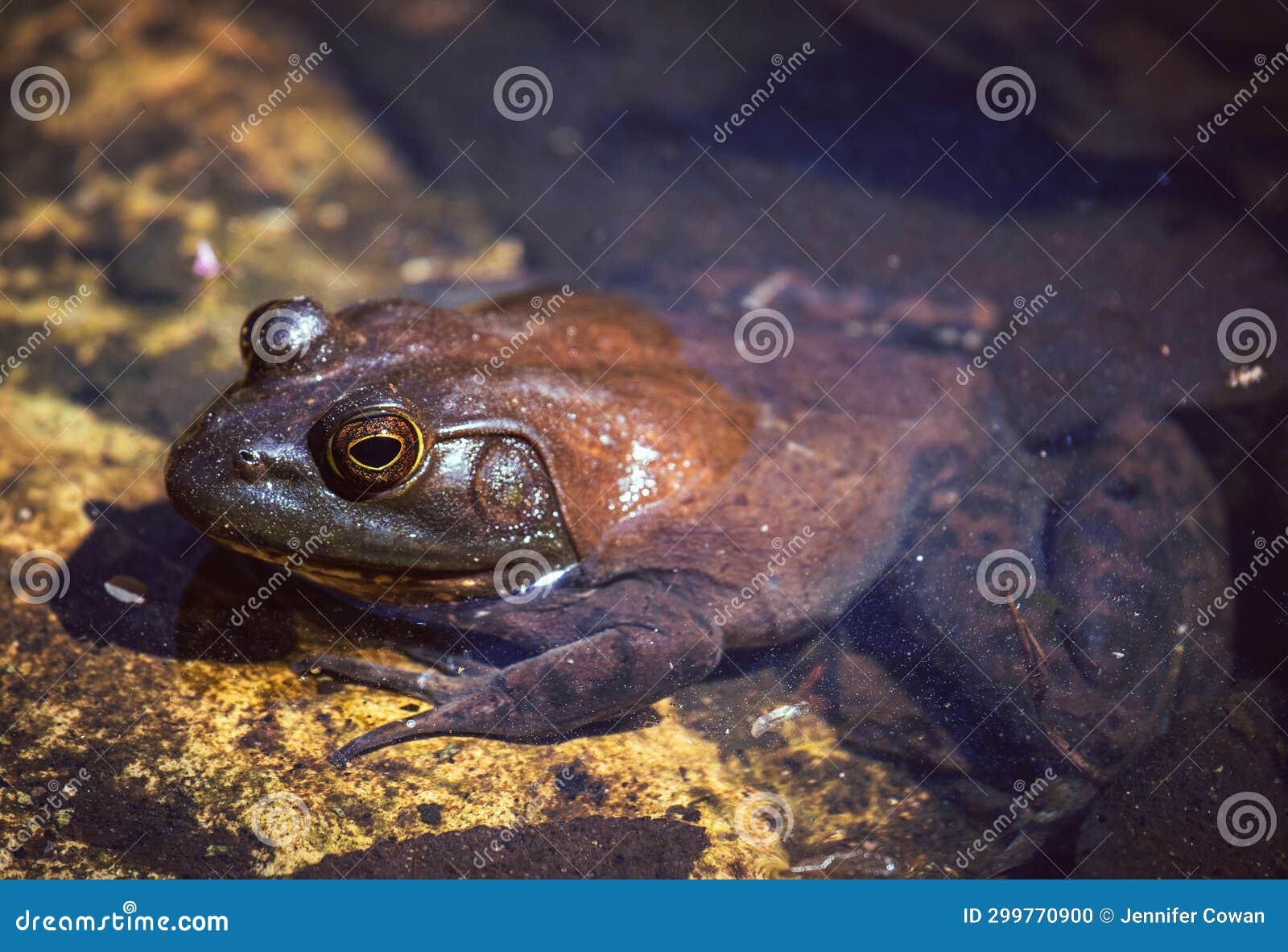 Fat Frog sunning on a rock stock photo. Image of sunning - 299770900
