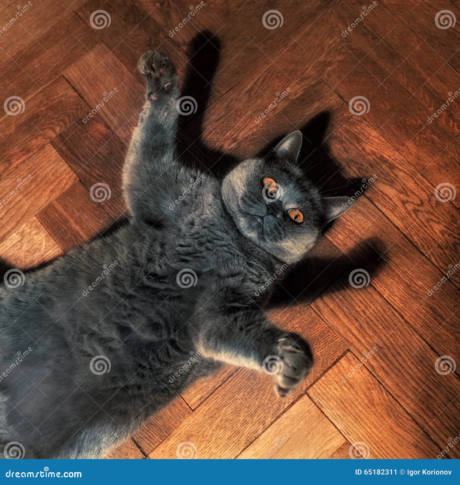 Fat funny British cat stock image. Image of domestic - 65182311