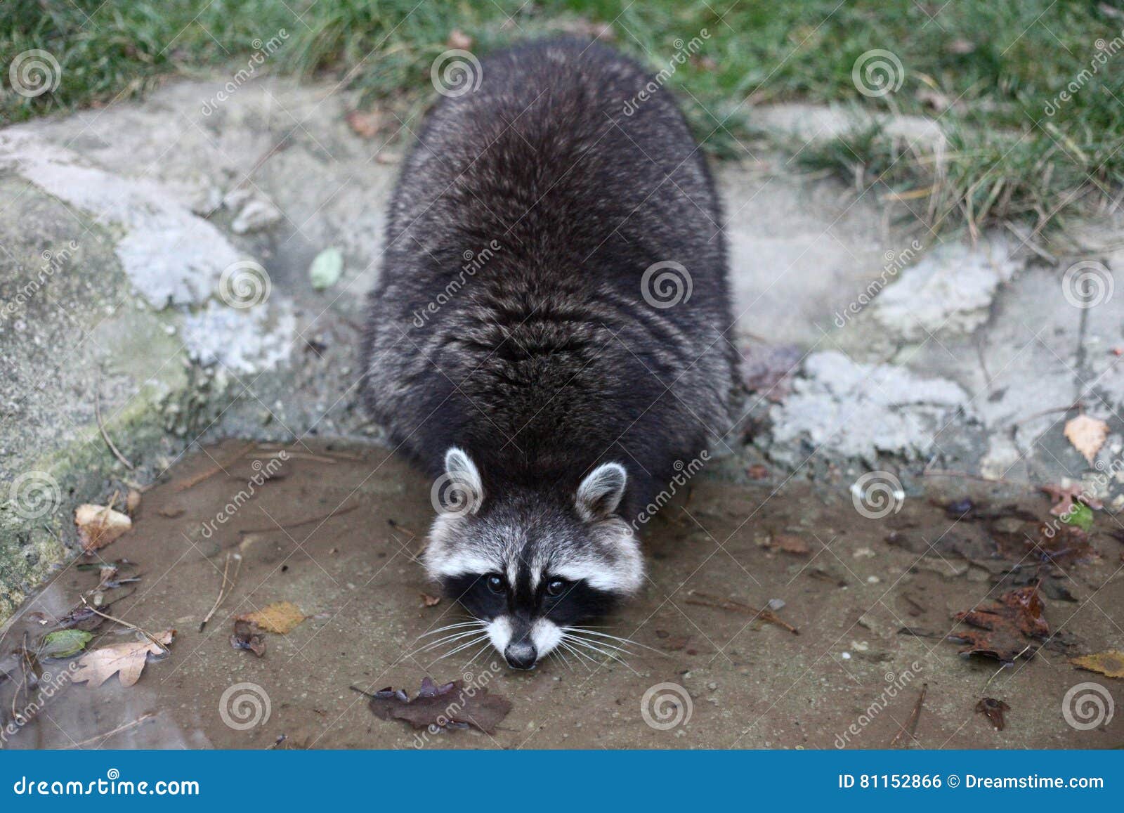 Fat funny raccoon stock photo. Image of funny, racoons - 81152866